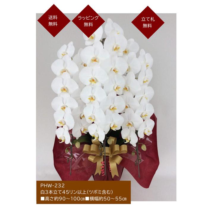 phw-232 白3本立て45リン以上(ツボミ含む) : 花くらぶ ヤフーショップ - 通販 - Yahoo!ショッピング
