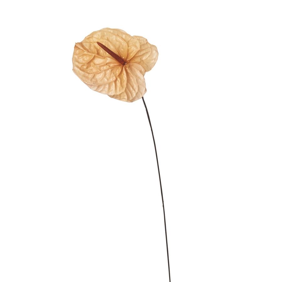 プリザーブド 大地農園 アンスリューム 3本 シャンパンピンク 05410-131 その他プリザーブドフラワー花材 : はなどんやアソシエ - 通販 - Yahoo!ショッピング