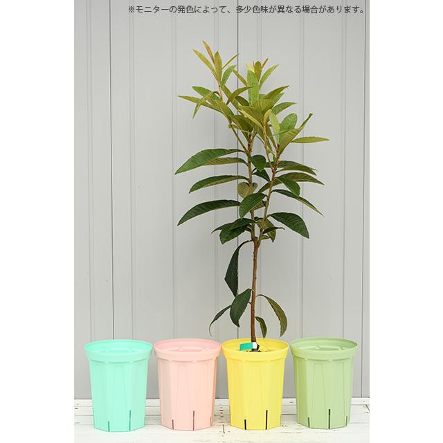 鉢 【スリット鉢 7号 ロングタイプ 210L】 外径21cm （内径20.7cm） 底径16.6cm 高さ25cm 容量約5.1L : 苗木の専門店 グリーンでGO! - 通販 ...