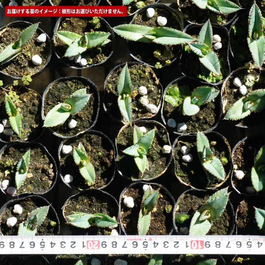 アガベ チタノタ ブルー 小苗 : 苗木部 花ひろばオンライン - 通販 - Yahoo!ショッピング