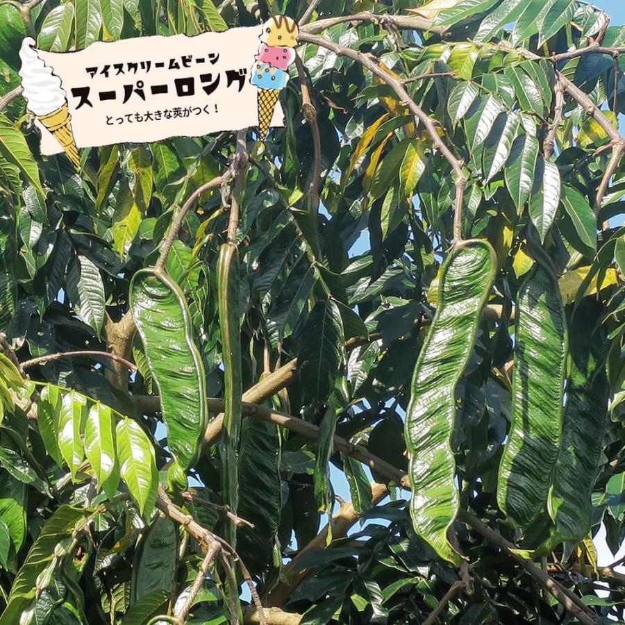 アイスクリームビーン スーパーロング 実生苗 : 苗木部 花ひろばオンライン - 通販 - Yahoo!ショッピング