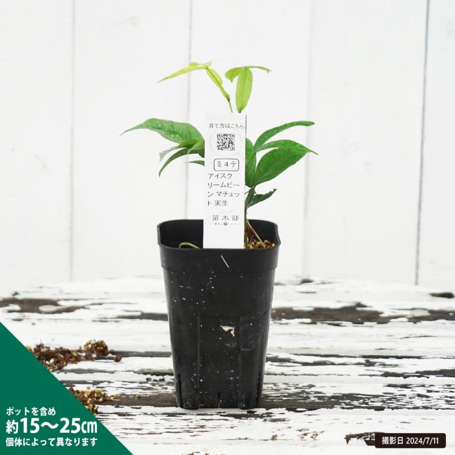 アイスクリームビーン マチェット 実生苗 : 苗木部 花ひろばオンライン - 通販 - Yahoo!ショッピング