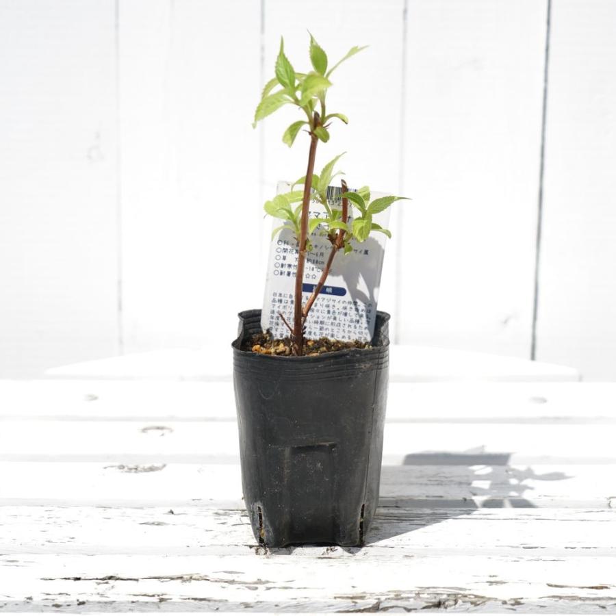 ヤマアジサイ さつき姫 3号ポット苗 :kusa-s658:苗木部 花ひろばオンライン - 通販 - Yahoo!ショッピング