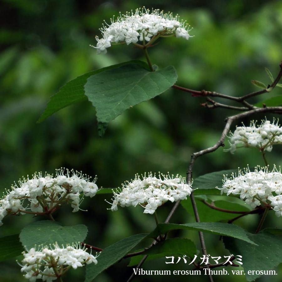 里の木シリーズ コバノガマズミ 挿し木 3.5号ポット苗 : 苗木部 花ひろばオンライン - 通販 - Yahoo!ショッピング