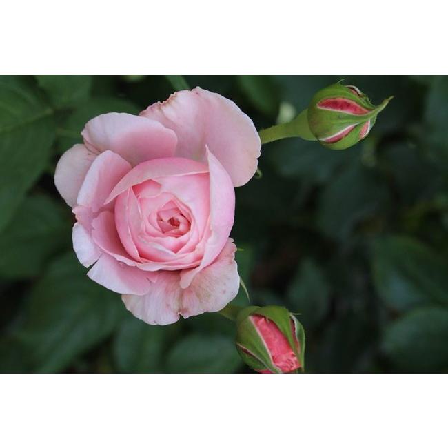 四季咲き強香つるバラ ナエマ 3年生大苗 :rose-del-naema-n-s:苗木部 花ひろばオンライン - 通販 - Yahoo!ショッピング