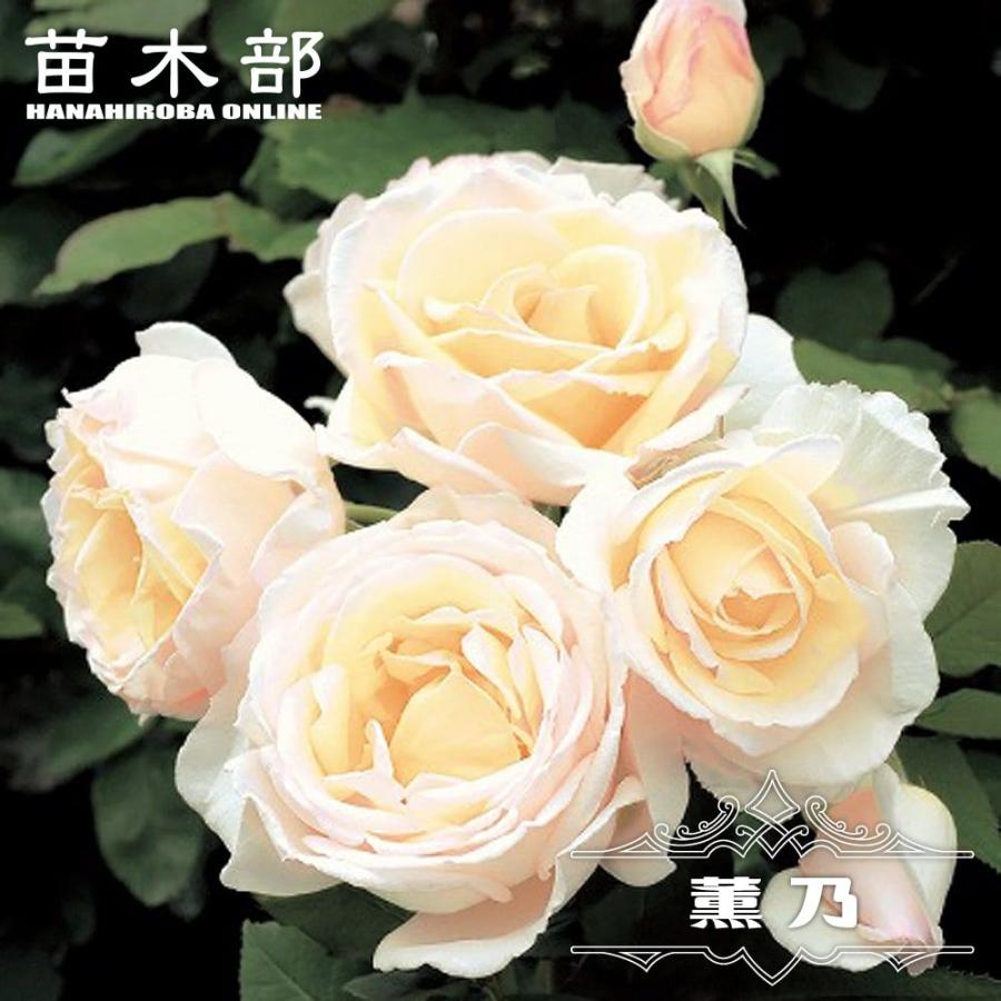 四季咲きバラ苗 薫乃 2年生大苗 : 苗木部 花ひろばオンライン - 通販 - Yahoo!ショッピング