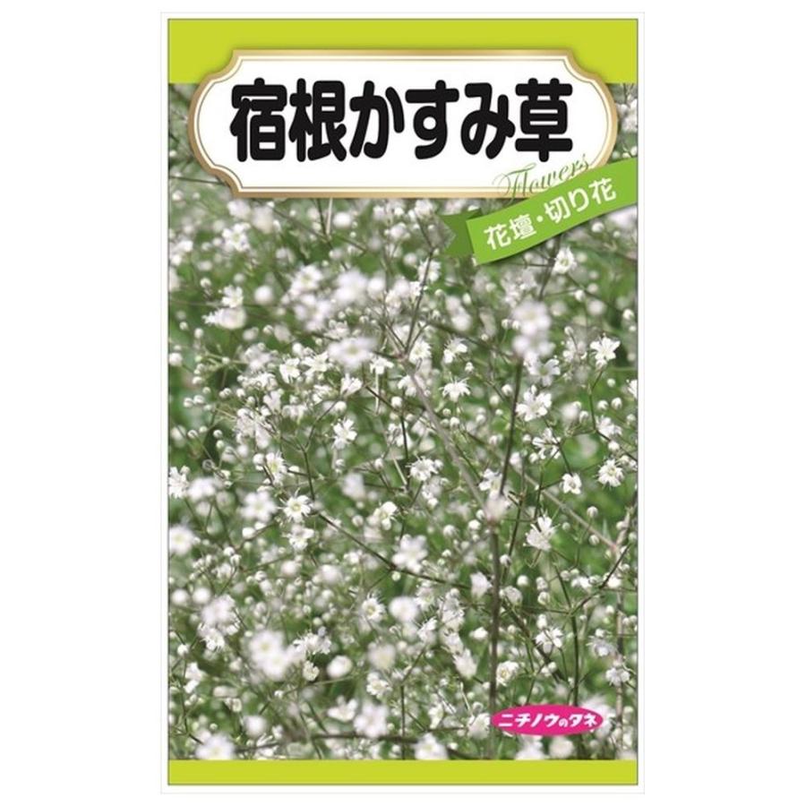 宿根かすみ草 種・小袋 （0.2ml） F1（一代交配種） : 苗木部 花ひろばオンライン - 通販 - Yahoo!ショッピング