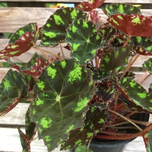 根茎性ベゴニア タイガーキトゥン Begonia'Tiger Kitten' 観葉植物 : 植物・園芸専門店 花育通販Yahoo!店 - 通販 ...
