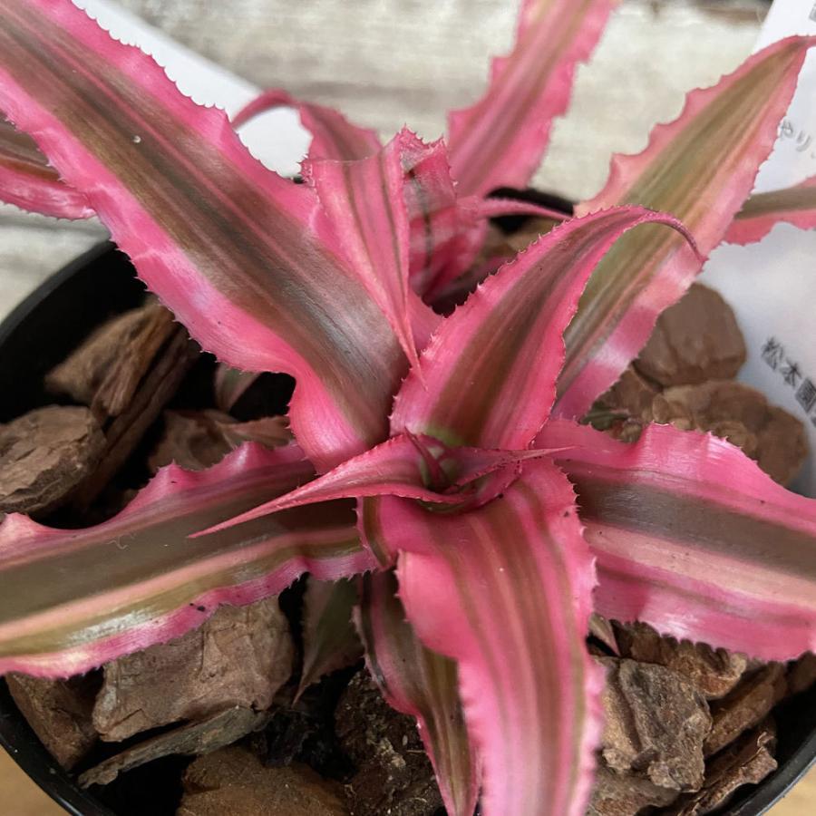 クリプタンサス ルビースターの苗 4号ポット Cryptanthus bivittatus 'Ruby Star' : 植物・園芸専門店 花育 ...