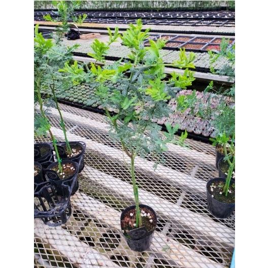 ミモザ アカシアの苗木 15cmポット苗 : 植物・園芸専門店 花育通販Yahoo!店 - 通販 - Yahoo!ショッピング