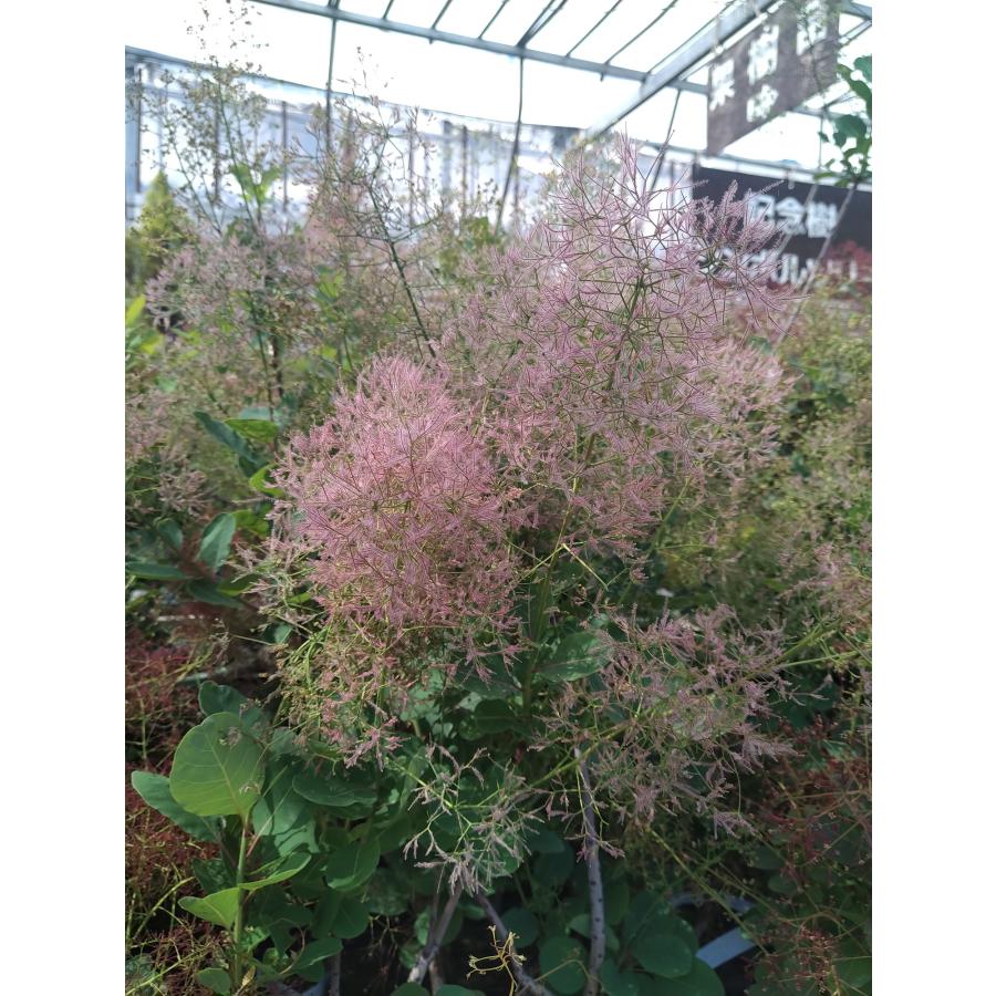 スモークツリー（けむりの木）の苗木・ピンクパール 5号（15cm）ポット : 植物・園芸専門店 花育通販Yahoo!店 - 通販 - Yahoo!ショッピング