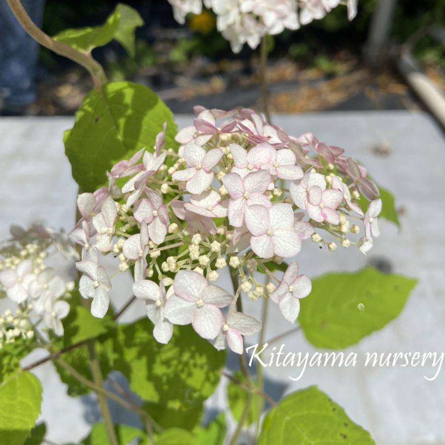 アメリカアジサイ アナベル マニフィークの苗木 : ki-kaboku-854 : 植物・園芸専門店 花育通販Yahoo!店 - 通販 - Yahoo!ショッピング
