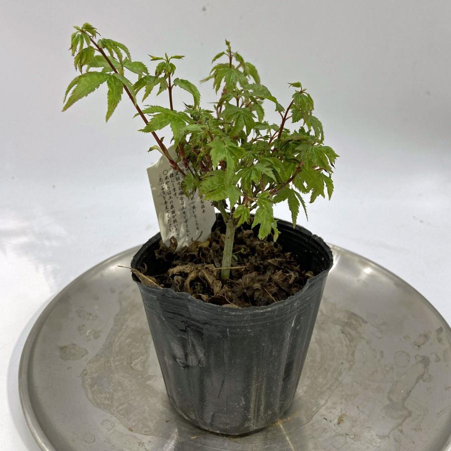 モミジの苗木 清姫（きよひめ） : ki-kaboku-862 : 植物・園芸専門店 花育通販Yahoo!店 - 通販 - Yahoo!ショッピング