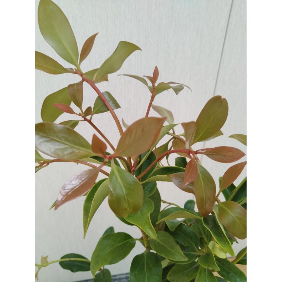 シキミ 苗木 15cmポット苗 しきみ 樒 :ki-kaboku-901:植物・園芸専門店 花育通販Yahoo!店 - 通販 - Yahoo!ショッピング