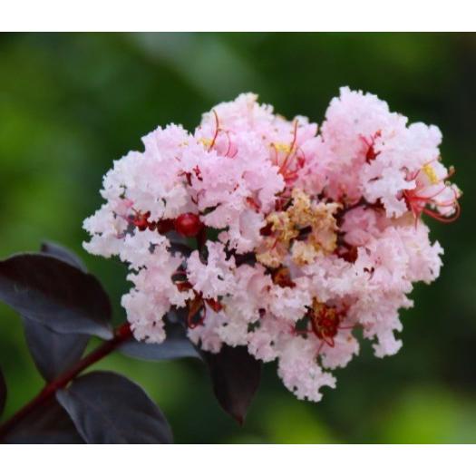 サルスベリ ブラックパール ライトピンク 18cmポット苗 : 植物・園芸専門店 花育通販Yahoo!店 - 通販 - Yahoo!ショッピング