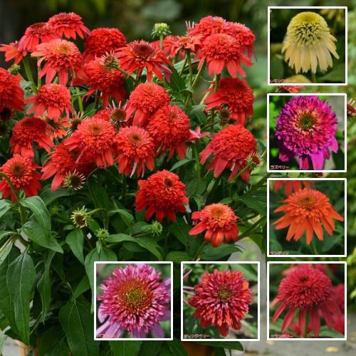エキナセア 苗 花 八重咲き ダブルスクープ 選べる6色 1株 エキナセア 苗 花 八重咲き ダブルスクープ 選べる6色 1株