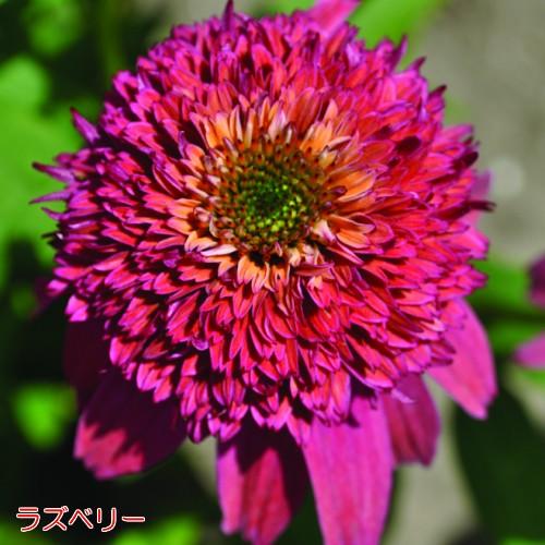 エキナセア 苗 花 八重咲き ダブルスクープ 選べる6色 1株 エキナセア 苗 花 八重咲き ダブルスクープ 選べる6色 1株