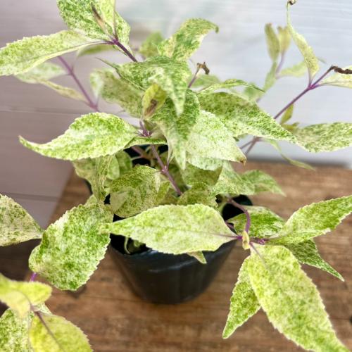 紫式部 ムラサキシキブ 紫々紫（シジムラサキ）斑入り 3号（直径9cm）ポット苗 1個 : イングの森 - 通販 - Yahoo!ショッピング