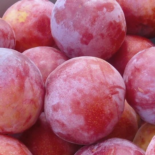 プラム 果樹 苗木 スモモ 太陽 たいよう 3〜4年物 7号(直径21cmポット) 鉢植え 落葉樹 すもも 李 : イングの森 - 通販 ...