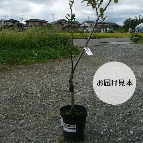 プラム 果樹 苗木 スモモ 太陽 たいよう 3〜4年物 7号(直径21cmポット) 鉢植え 落葉樹 すもも 李 : イングの森 - 通販 ...