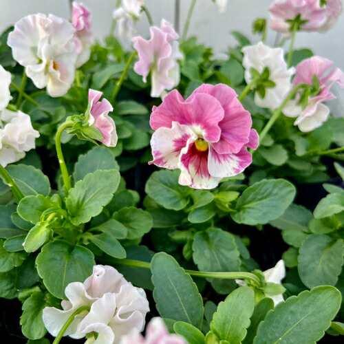 ビオラ 花ろまんシリーズ 恋もも ポット苗 20個 パンジー すみれ 苗 寄せ植え 爆買 : イングの森 - 通販 - Yahoo!ショッピング