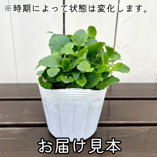 見元パンジー シャララ 3.5号（直径10.5cm）ポット苗 1株 見元園芸さんのオリジナルパンジー 花苗 ビオラ 苗 ミモト : イングの森 ...