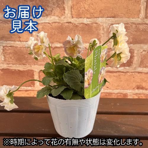 見元パンジー シャララ 3.5号（直径10.5cm）ポット苗 1株 見元園芸さんのオリジナルパンジー 花苗 ビオラ 苗 ミモト : イングの森 ...