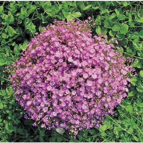 かすみ草 (ジプソフィラ／カスミソウ) の種 ジプシー ディープローズ 30粒 : イングの森 - 通販 - Yahoo!ショッピング