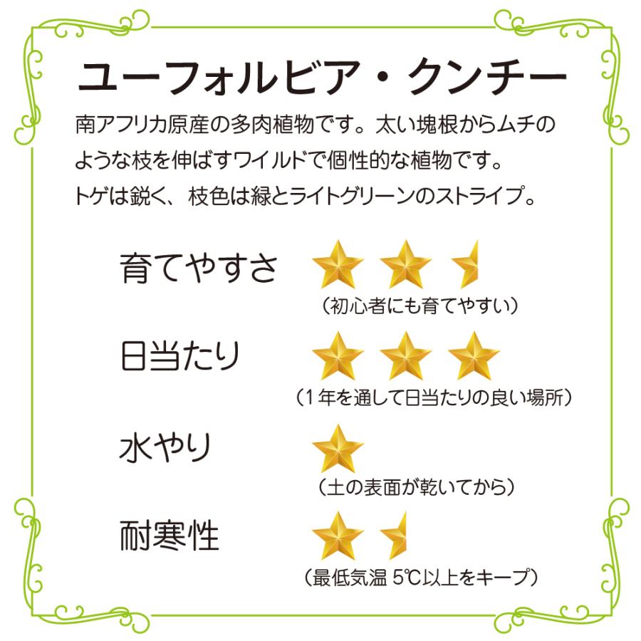 ユーフォルビア クンチー 狗奴子 くなこキリン 多肉植物 ドライガーデン インテリア 観葉植物 プラ鉢 育てやすい 鋭いトゲのついたワイルドな植物 hananico : plants ...