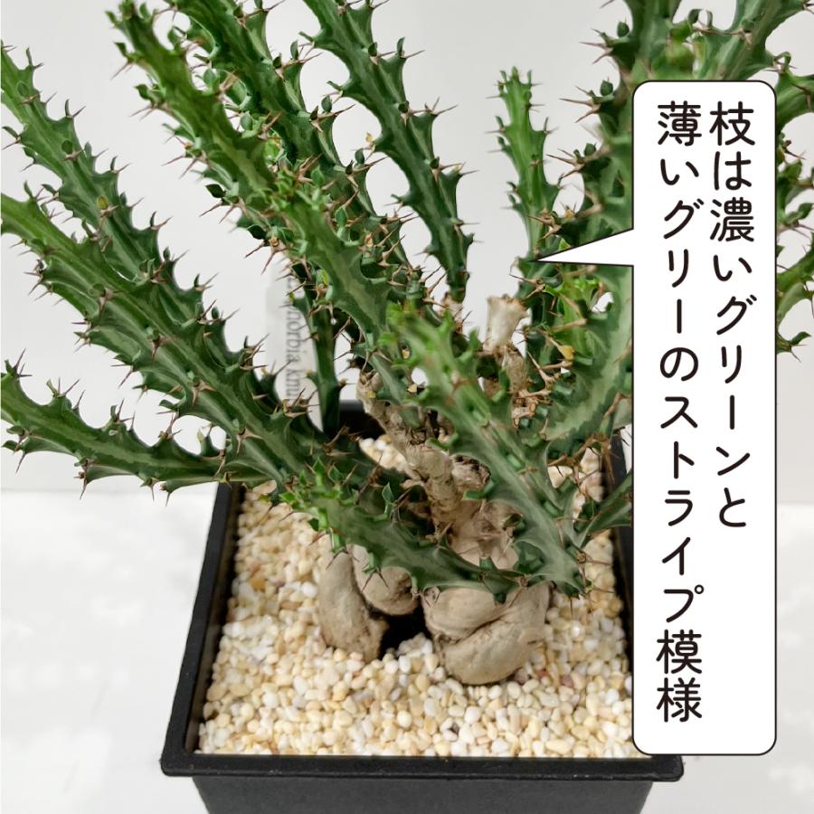 ユーフォルビア クンチー 狗奴子 くなこキリン 多肉植物 ドライガーデン インテリア 観葉植物 プラ鉢 育てやすい 鋭いトゲのついたワイルドな植物 hananico : plants ...