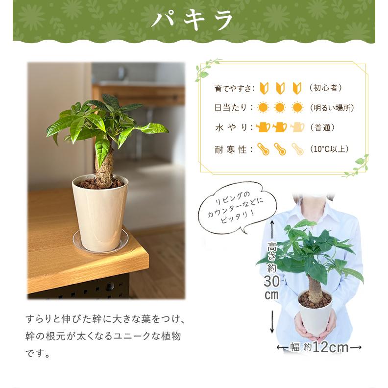 花のギフト社 あすつく 14時まで 観葉植物 ミニ 観葉 小さい おしゃれ ミニ観葉植物 パキラ オリーブ サンスベリア ユッカ テーブルヤシ サンセベリア アロエ : 花のギフト社 ...