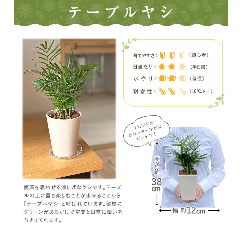 花のギフト社 あすつく 14時まで 観葉植物 ミニ 観葉 小さい おしゃれ ミニ観葉植物 パキラ オリーブ サンスベリア ユッカ テーブルヤシ サンセベリア アロエ : 花のギフト社 ...