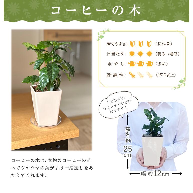 花のギフト社 あすつく 14時まで 観葉植物 ミニ 観葉 小さい おしゃれ ミニ観葉植物 パキラ オリーブ サンスベリア ユッカ テーブルヤシ サンセベリア アロエ : 花のギフト社 ...