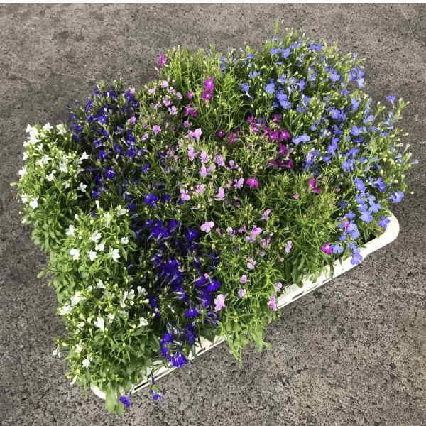ロベリアMix（入手品）1ポット：(1箱24入りでの販売です。） : 花卸し吉岡花壇 - 通販 - Yahoo!ショッピング