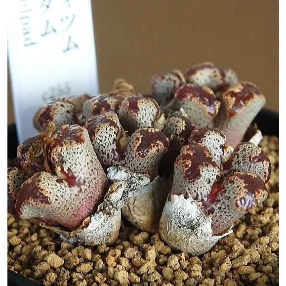 メセン コノフィツム ペルシダム Messelpad（2号黒鉢） /多肉植物 :Conophytum-p-Messelpad:緑の風 ...
