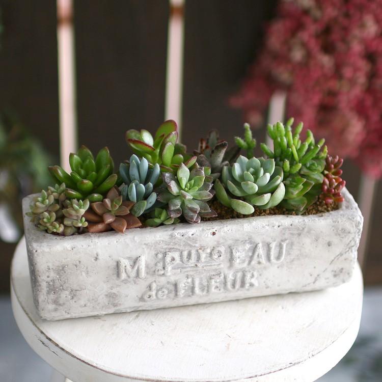 ☆売り尽くしSALE!30%OFF☆多肉植物 寄せ植え おしゃれ [陶器 ☆売り尽くしSALE!30%OFF☆多肉植物 寄せ植え おしゃれ [陶器