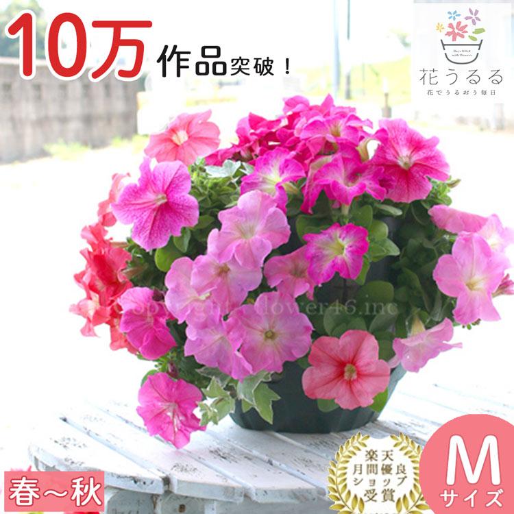 ペチュニアのハンギング 寄せ植え スイート ピンク[(シンプル ペチュニアのハンギング 寄せ植え スイート ピンク[(シンプル