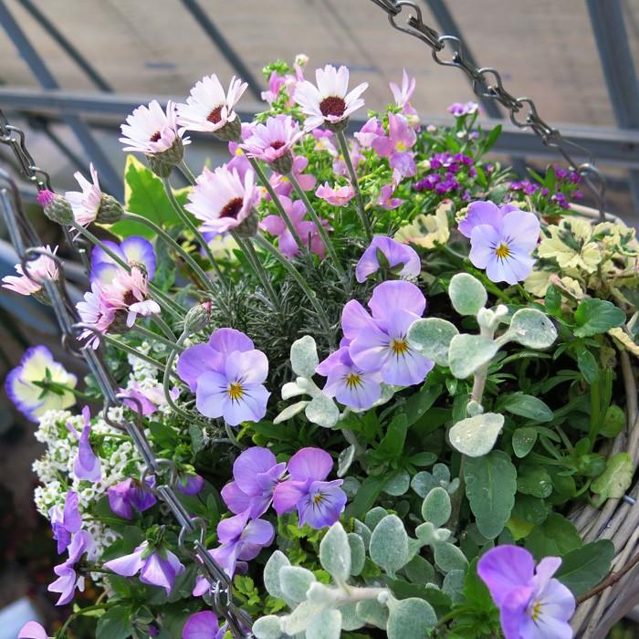 送料無料 限定5個 「春の風を運ぶ花たっぷり 吊り下げ かご型ハンギングバスケット寄せ植え~Spring*wind」 :turi ...