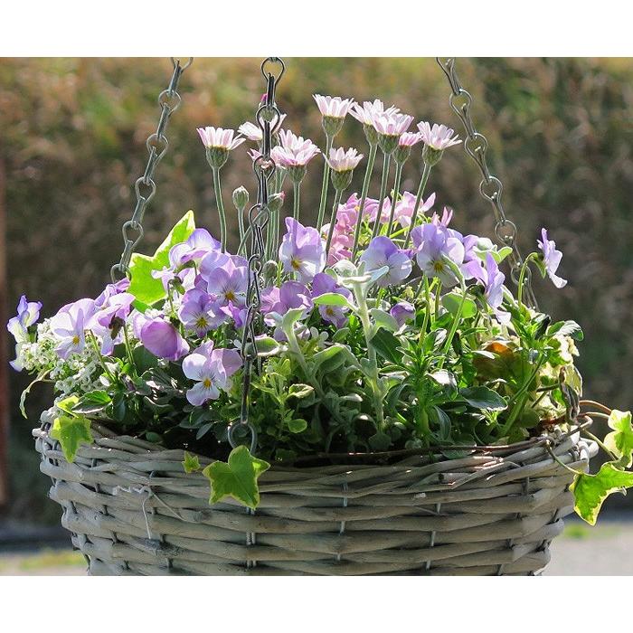 送料無料 限定5個 「春の風を運ぶ花たっぷり 吊り下げ かご型ハンギングバスケット寄せ植え~Spring*wind」 :turi ...