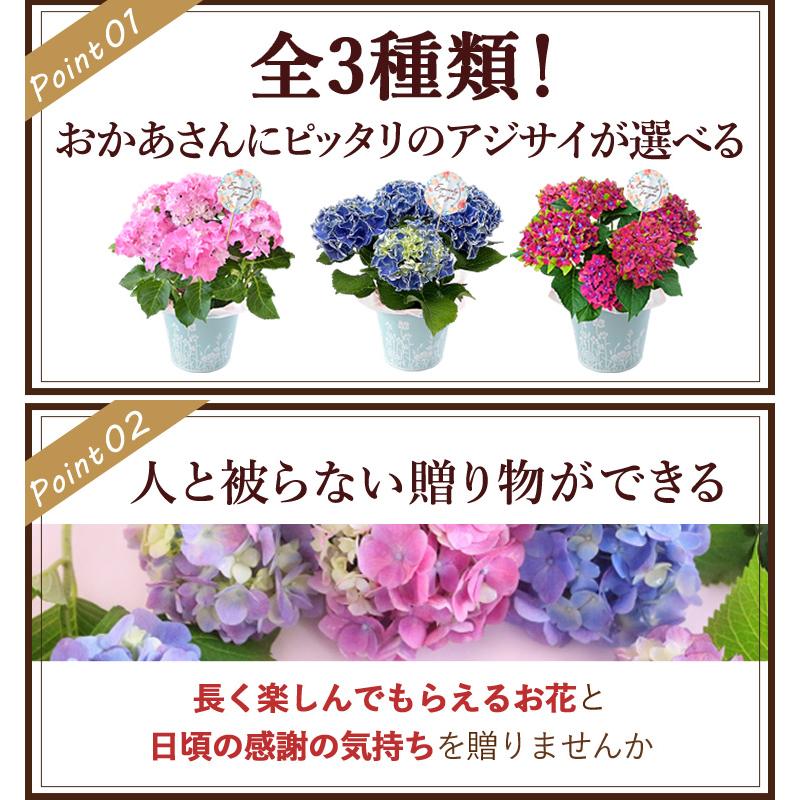 フラワーマーケット花由 母の日 花 2025 アジサイ 母の日ギフト フラワーマーケット花由 母の日 花 2025 アジサイ 母の日ギフト