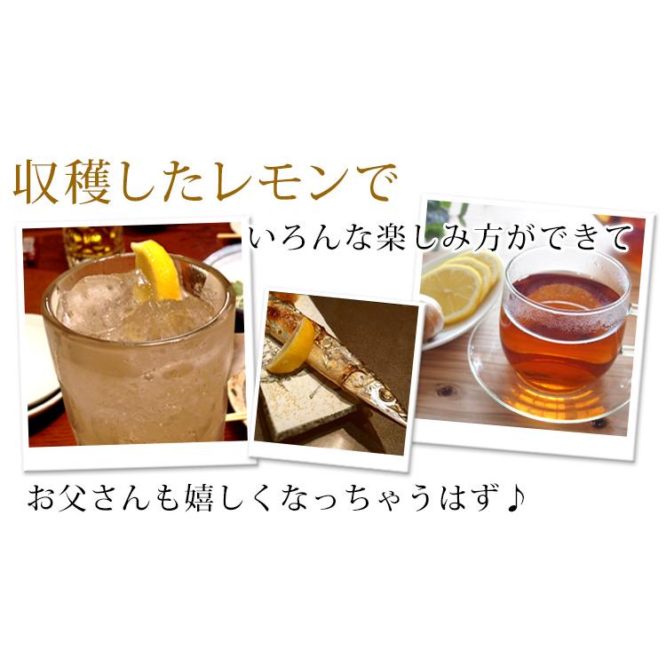 父の日 ギフト 果樹鉢 送料無料 2023 健康果実 レモン 5号（実付き）鉢植え〜バスケット付き！ 父の日ギフト 果物 父の日プレゼント 贈り物 :evf21h013:フラワーマーケット花由 ...