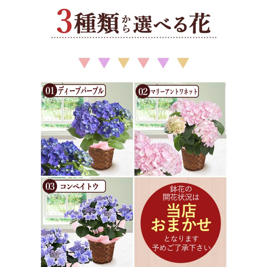 早割 母の日 2024 花 ディープパープル マリーアントワネット コンペイトウ プレゼント ギフト 花の国 渥美のあじさい5号 inバスケット アジサイ 紫陽花 鉢植え :evm24h301 ...