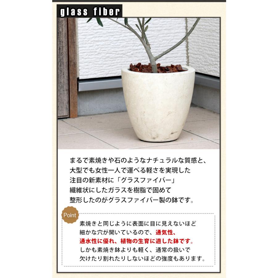 シンボルツリー 鶴亀園オリーブ＆ファイバーポット 鉢植え オリーブの木 オリーブ 観葉植物 インテリア 敬老の日 秋 植物 室内 引越し祝い 新築祝い 開店祝い :hog1705:フラワー ...