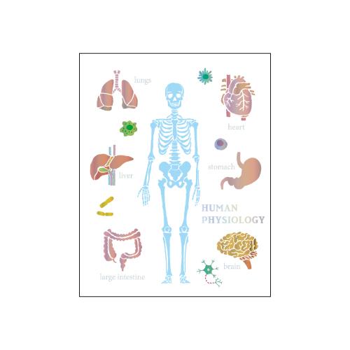 グリーンフラッシュ（GreenFlash） STUDY HOLIC オーロラステッカー ST−357 人類生物学 ハンズ : ハンズYahoo!ショッピング店 - 通販 - Yahoo!ショッピング
