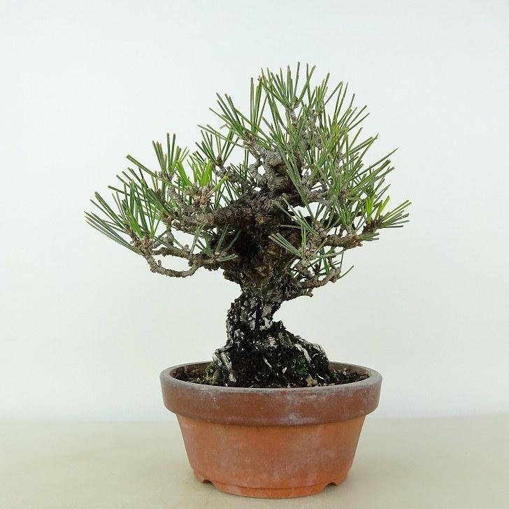 盆栽 松 黒松 錦松 樹高 約16cm にしきまつ Pinus thunbergii 盆栽 松 黒松 錦松 樹高 約16cm にしきまつ Pinus thunbergii