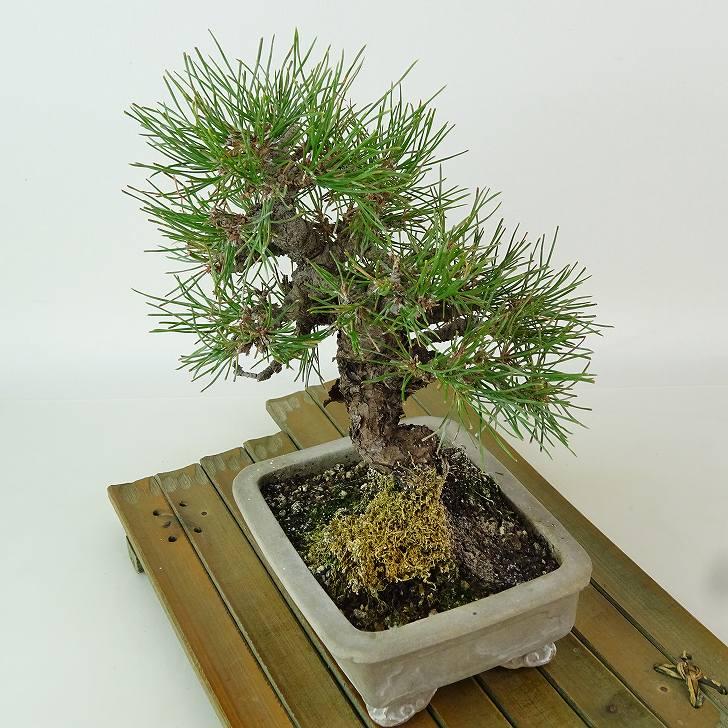 盆栽 松 赤松 樹高 約19cm あかまつ Pinus densiflora アカマツ red pine マツ科 常緑樹 観賞用 小品 現品 : はニわ株式会社 Yahoo!ショップ - 通販 ...