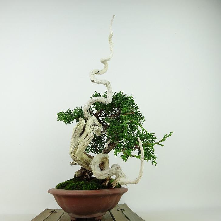 盆栽 真柏 樹高 約29cm しんぱく 高級盆栽 Juniperus chinensis 盆栽 真柏 樹高 約29cm しんぱく 高級盆栽 Juniperus chinensis