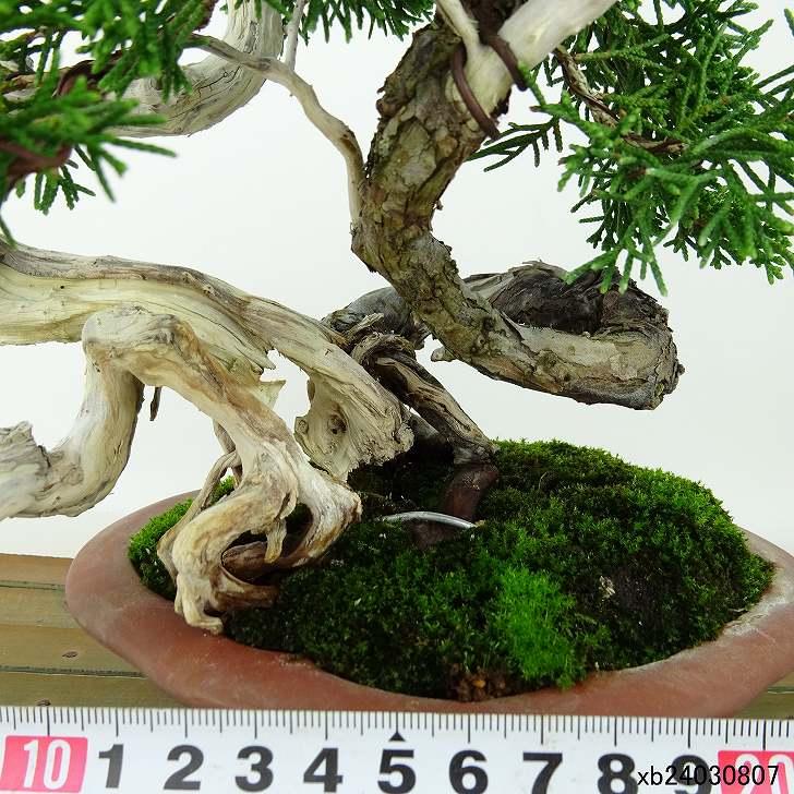 盆栽 真柏 樹高 約29cm しんぱく 高級盆栽 Juniperus chinensis 盆栽 真柏 樹高 約29cm しんぱく 高級盆栽 Juniperus chinensis