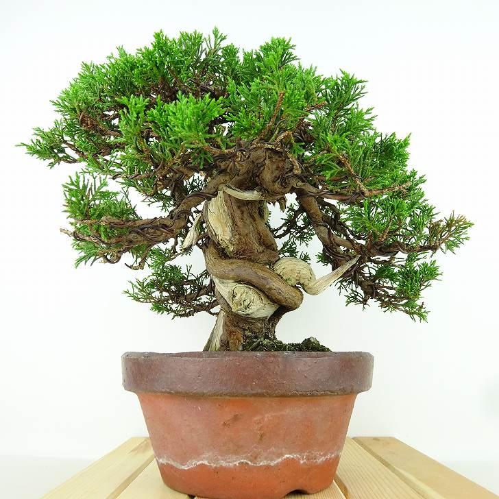 盆栽 真柏 樹高 約23cm しんぱく 高級盆栽 Juniperus chinensis 盆栽 真柏 樹高 約23cm しんぱく 高級盆栽 Juniperus chinensis