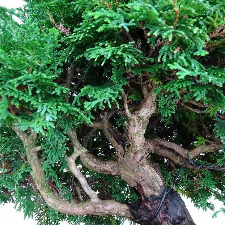 盆栽 桧 津山桧 樹高 約27cm つやまひのき Chamaecyparis obtusa 盆栽 桧 津山桧 樹高 約27cm つやまひのき Chamaecyparis obtusa